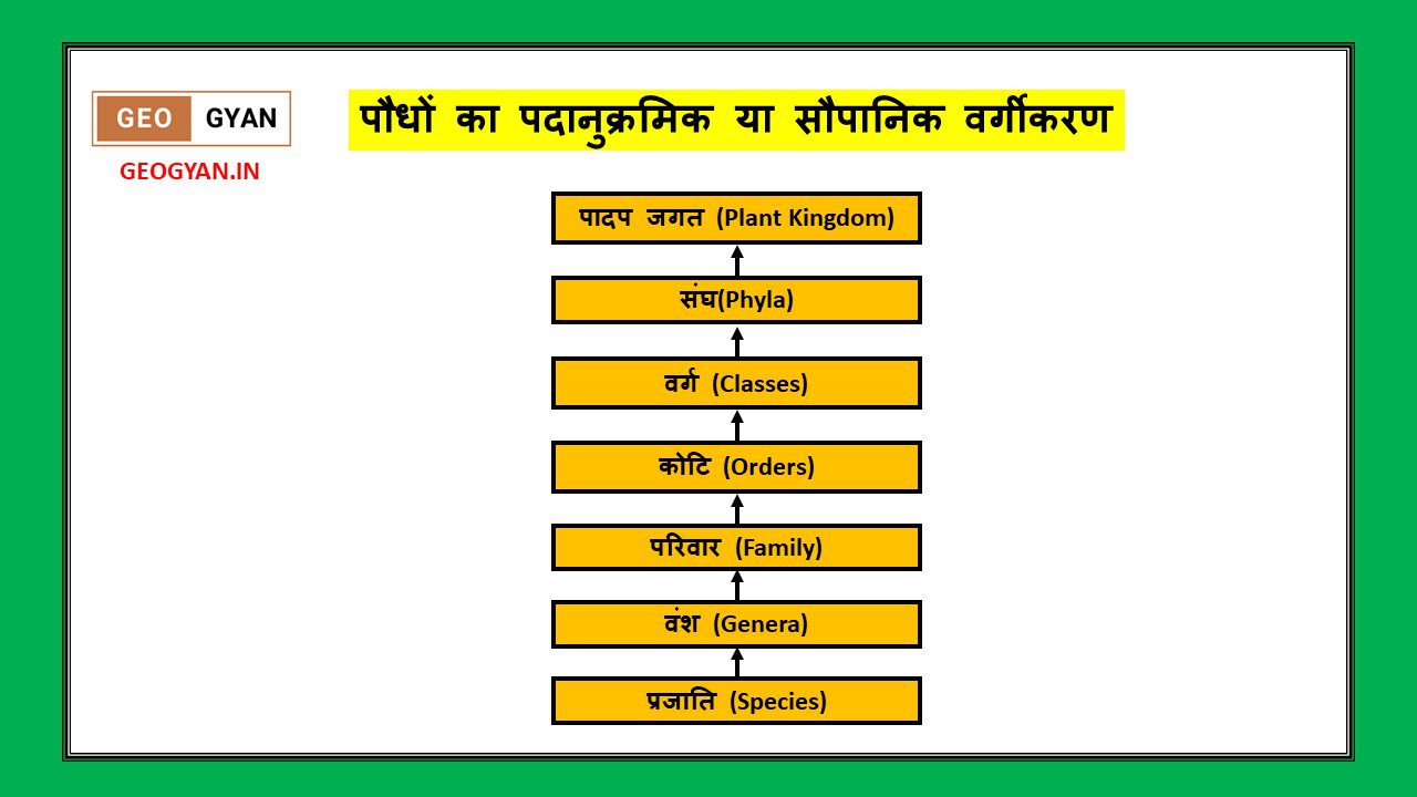 पौधों का पदानुक्रमिक या सौपानिक वर्गीकरण (Hierarchical Classification ... पौधों का पदानुक्रमिक या सौपानिक वर्गीकरण (Hierarchical Classification ...